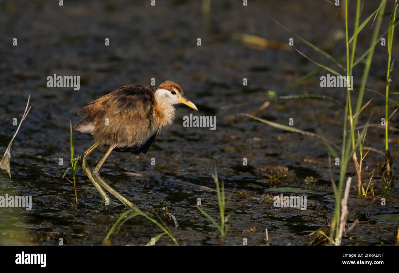 Bird perched in the mud on a lakeshore in Hampi, India Stock Photo - Alamy