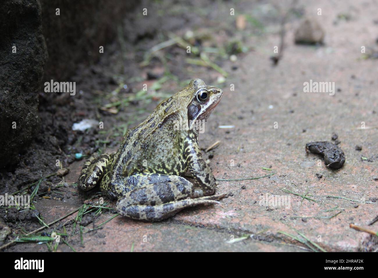 English frog hi-res stock photography and images - Alamy