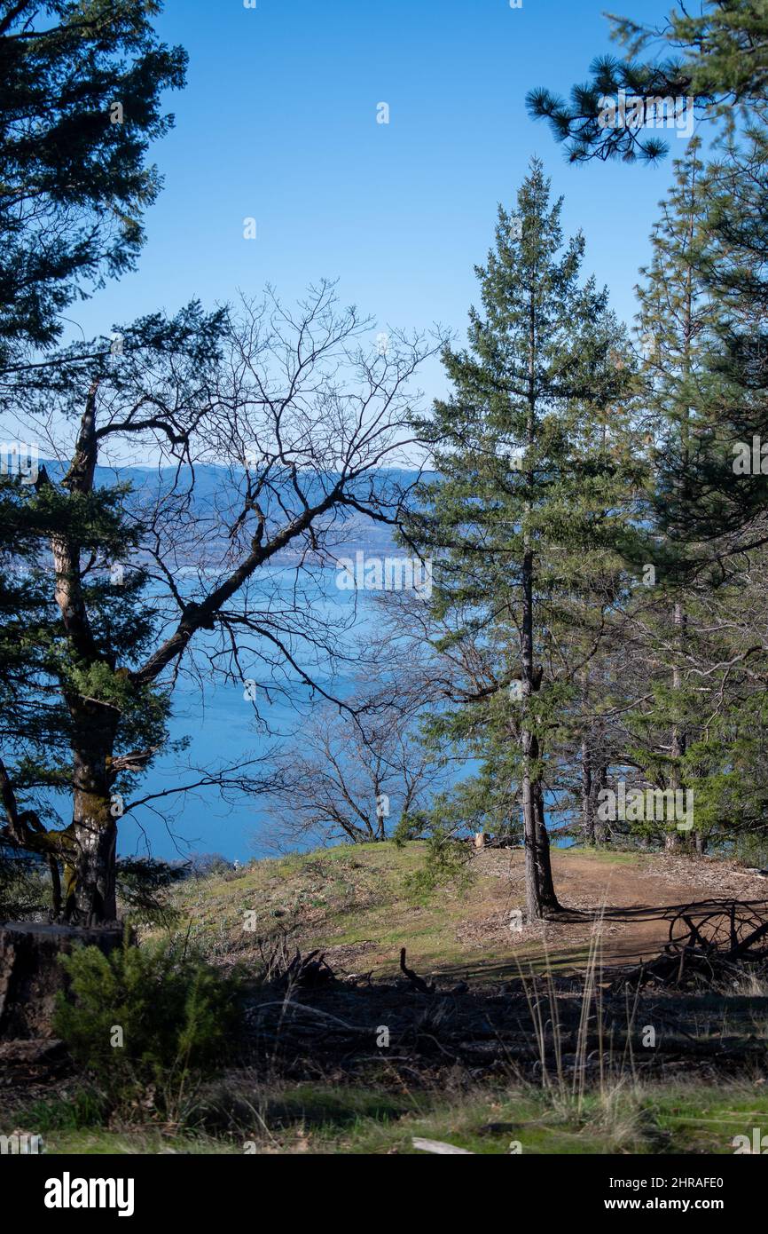 Vertical view of a clear lake through trees in Mendocino National ...
