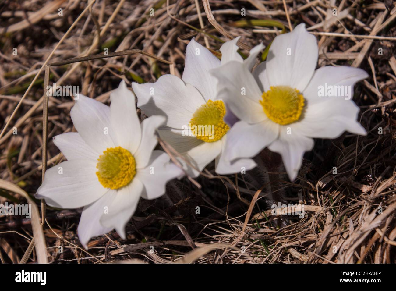 Beautiful Anemone narcissiflora flowers in Italy Stock Photo - Alamy
