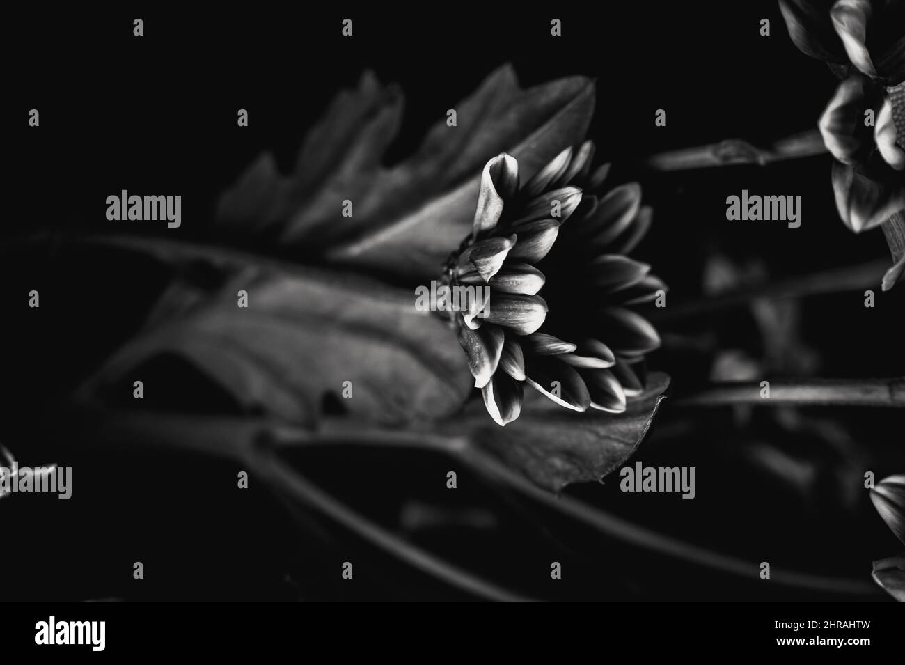 Grayscale close-up shot of a daisy in dim lighting .Great for wallpaper ...