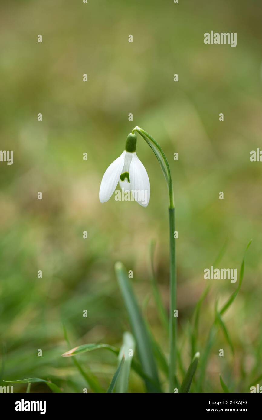 Close up of a single isolated snowdrop (Galanthus nivalis) flowering in ...