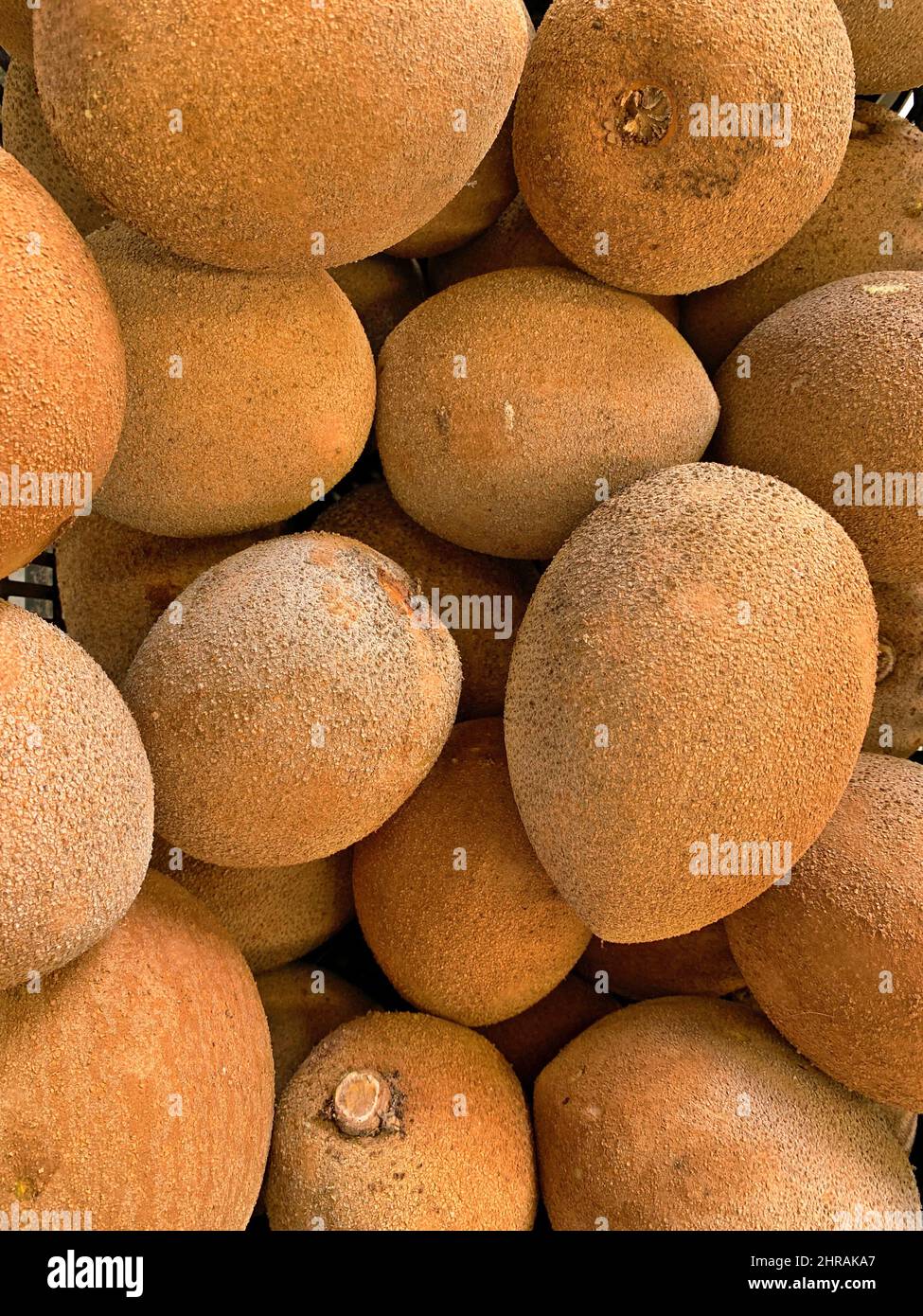 Mammea americana hi-res stock photography and images - Alamy