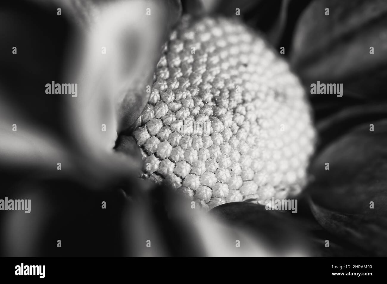 Grayscale close-up shot of the center of daisy in dim lighting .Great ...