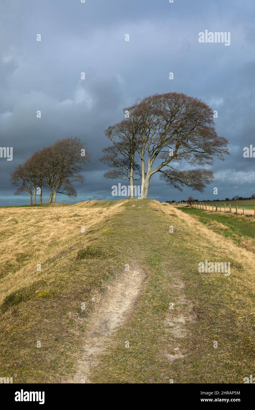 Beech Trees (Fagus sylvatica) at Oliver’s Castle an Iron Age Hill Fort ...