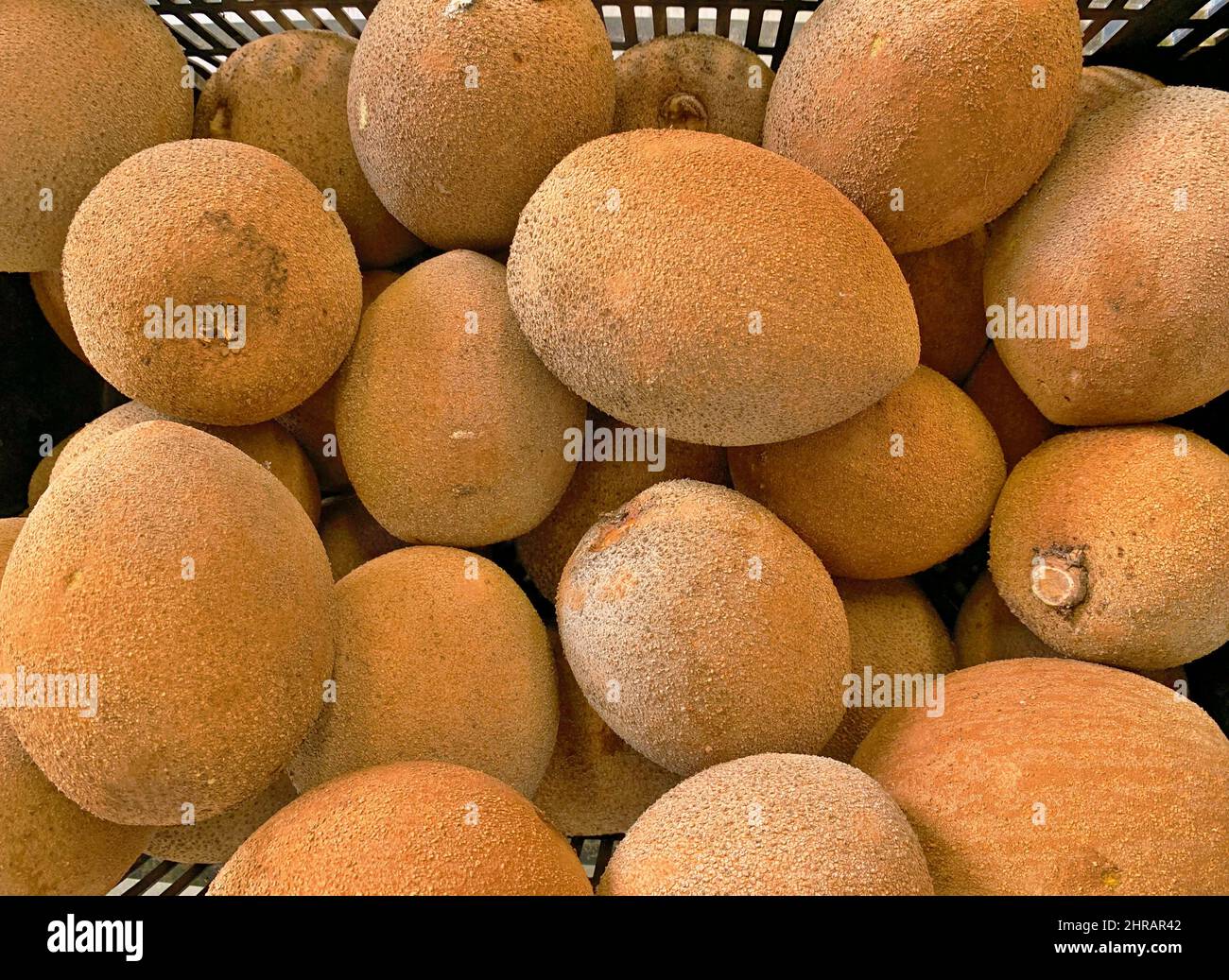 Top view of fresh mamey apples (Mammea americana) in the cart for sale ...