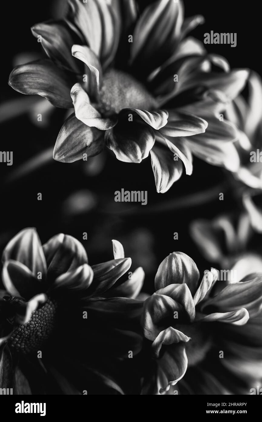 Vertical grayscale close-up shot of a daisy in dim lighting .Great for ...