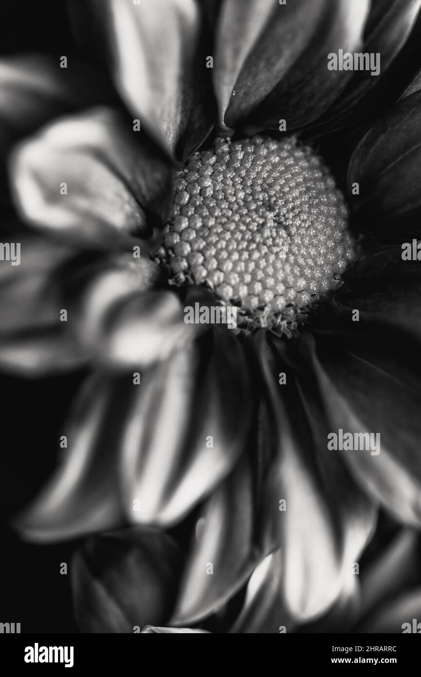 Vertical grayscale close-up shot of a daisy in dim lighting .Great for ...