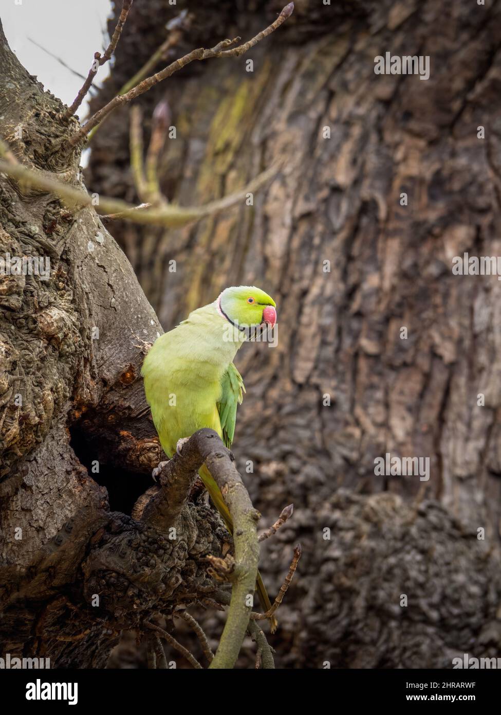 Psittacula krameri, Ring-necked parakeet in London, Richmond Park ...