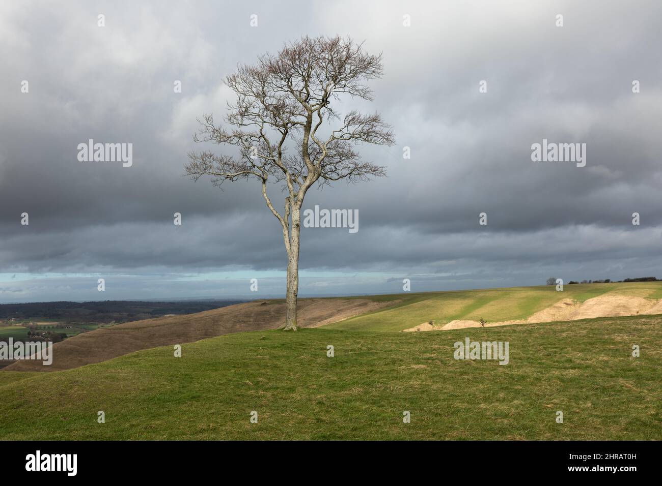 Beech Tree (Fagus sylvatica) at Oliver’s Castle an Iron Age Hill Fort ...