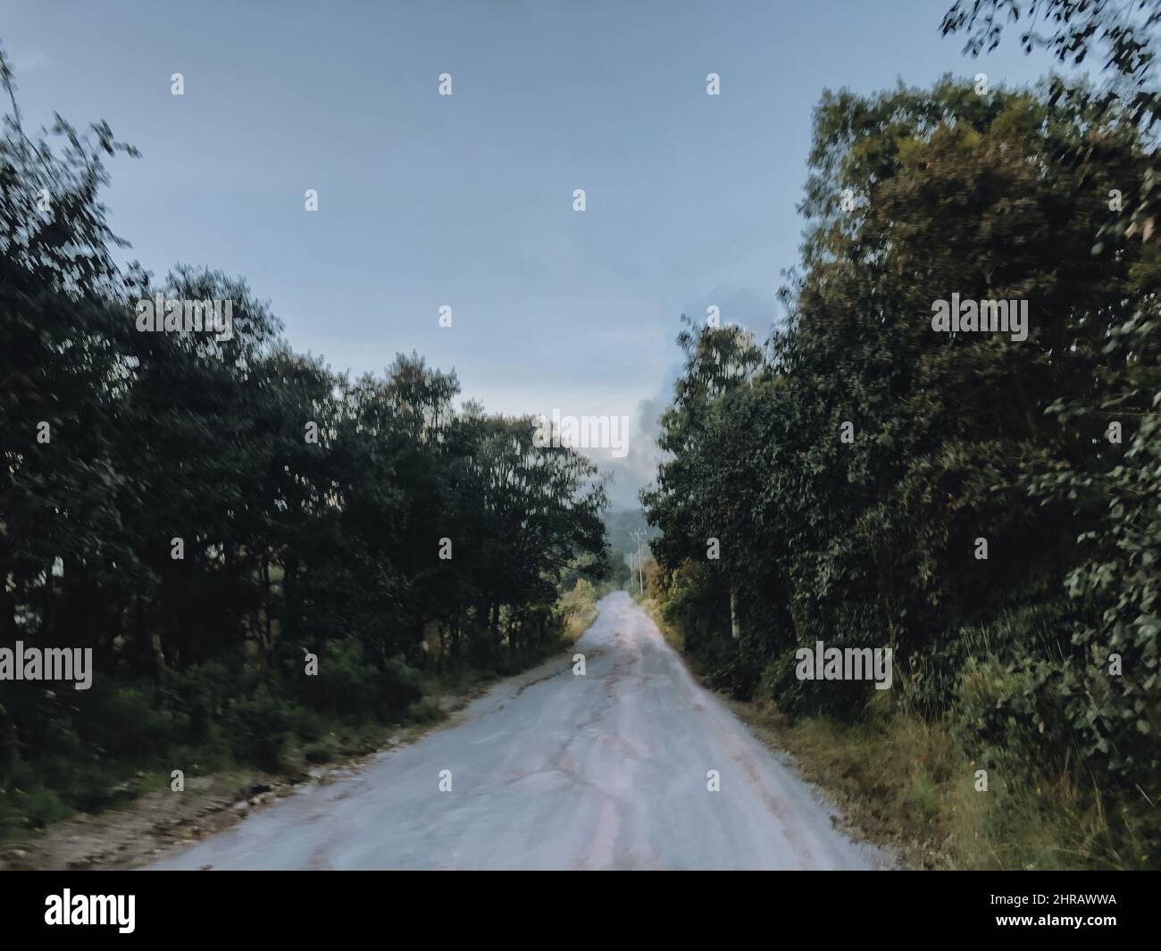 View of an asphalt road with green leaves trees on its both sides ...