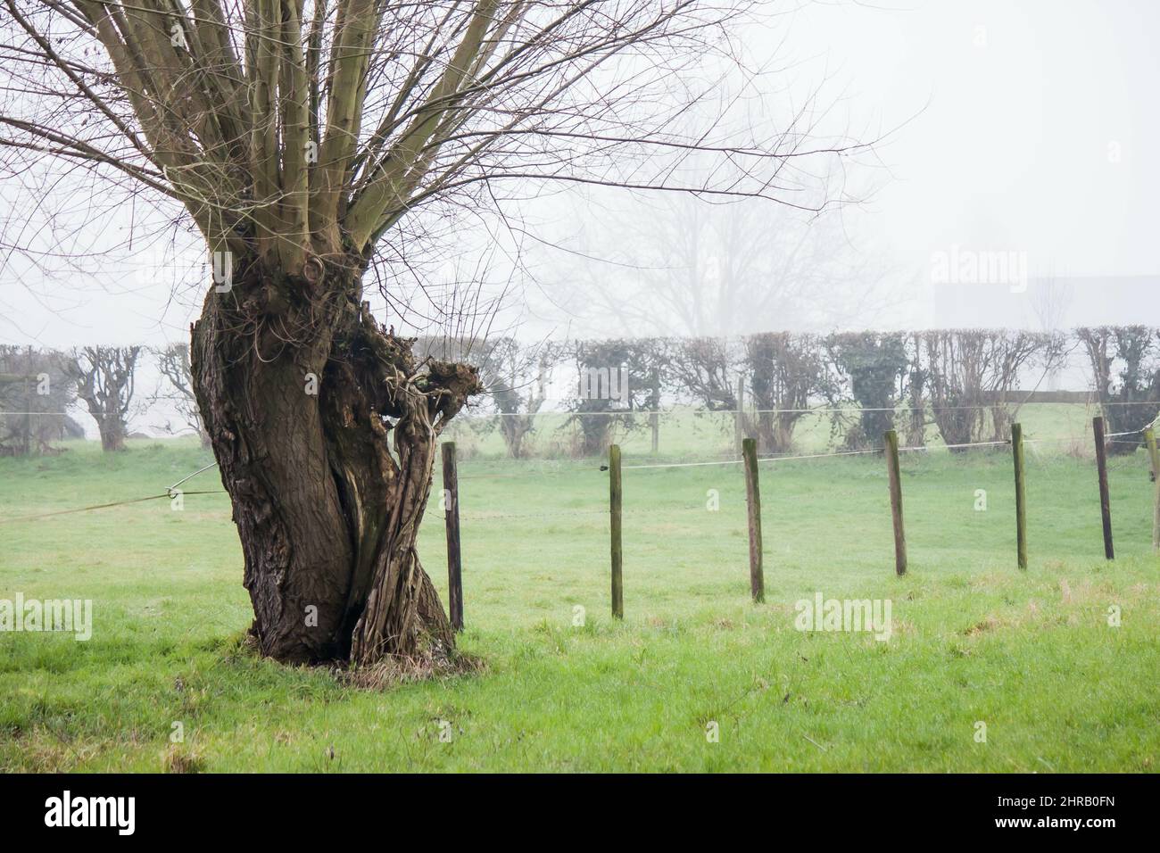 View of a single giant tree in a green field and fence posts and short ...