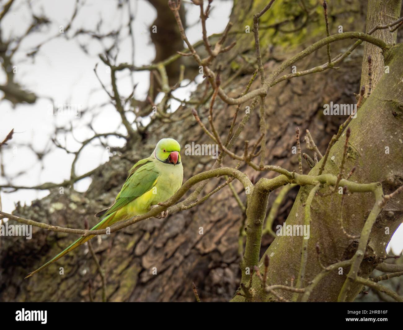 Richmond park bird hi-res stock photography and images - Alamy