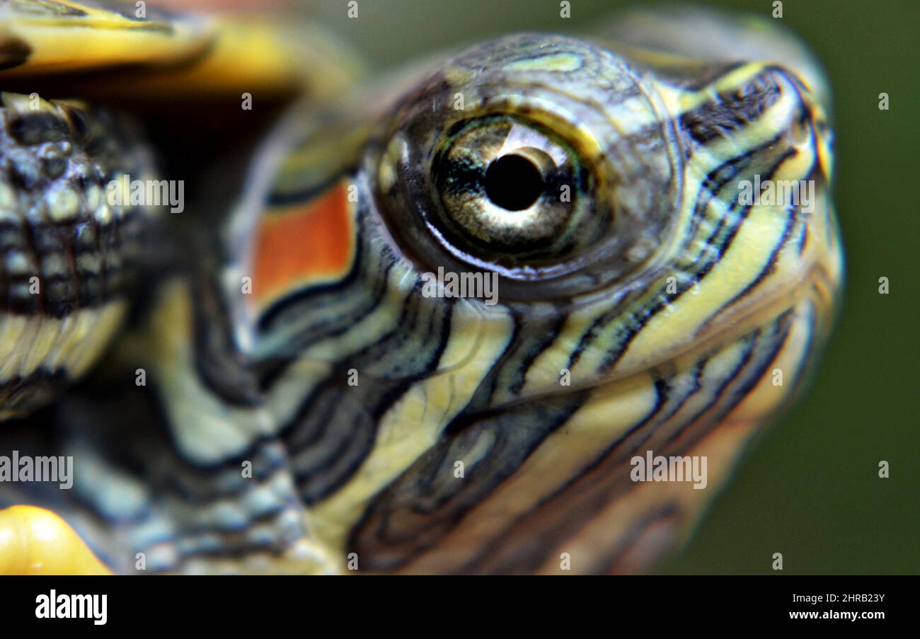 Closeup portrait of the Pond slider head Stock Photo - Alamy