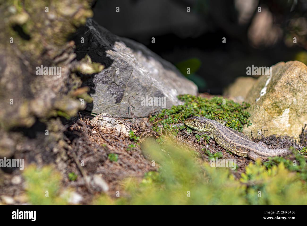 Small lizard with scaled skin in a terrain covered with rocks and ...