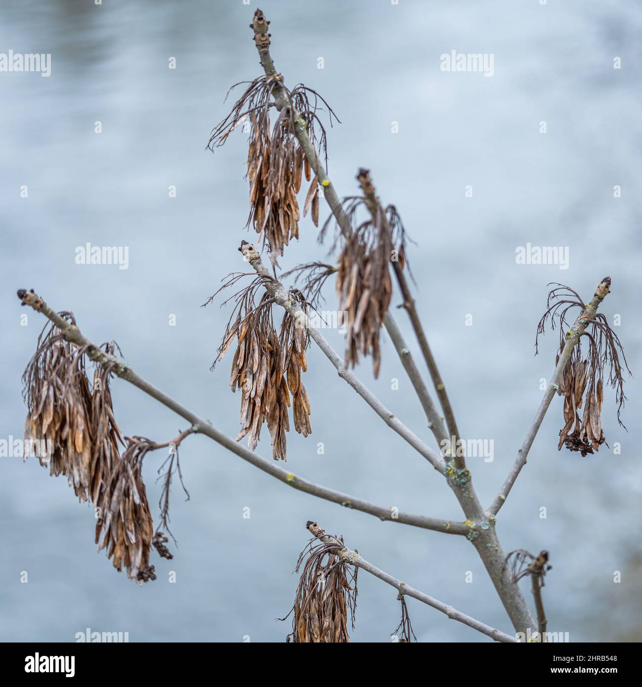 Ash samaras hi-res stock photography and images - Alamy