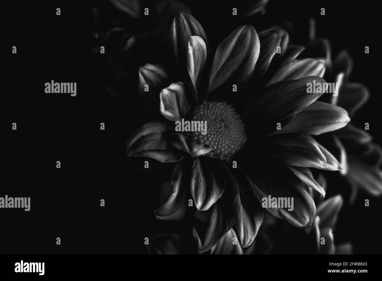 Grayscale close-up shot of some daisies in dim lighting .Great for ...