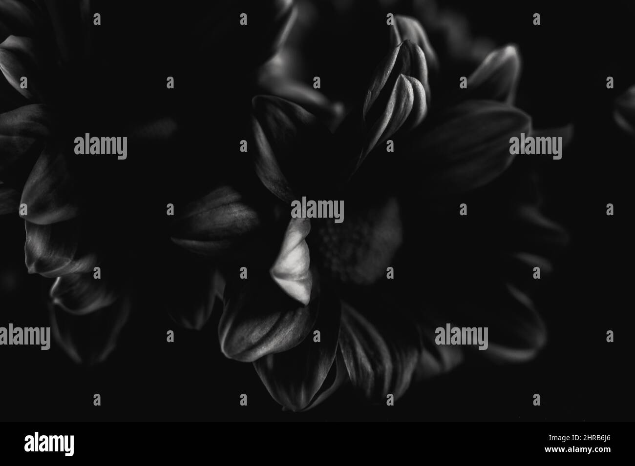 Grayscale close-up shot of some daisies in dim lighting .Great for ...