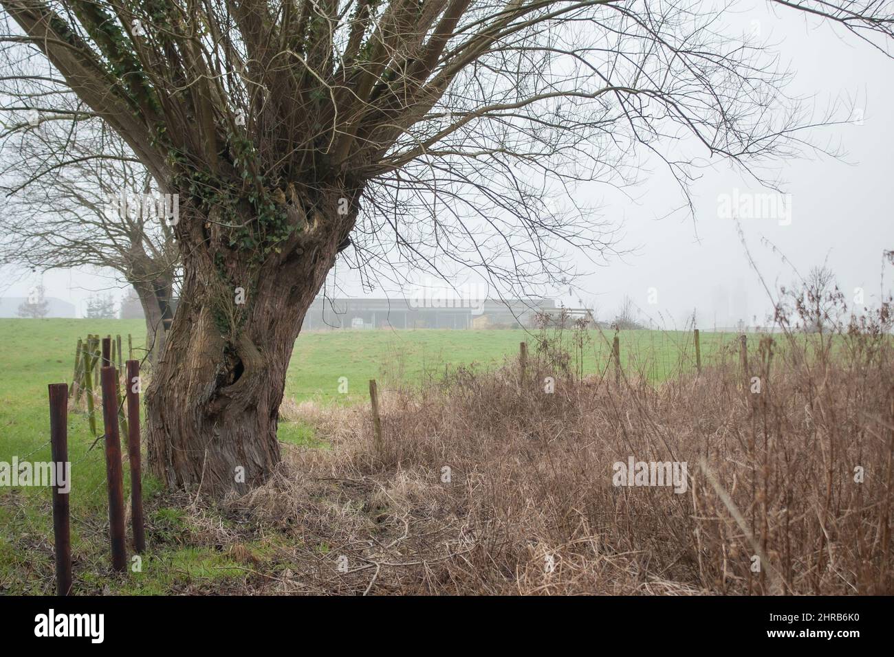 Single giant tree in a green field and fence posts and dry grass Stock ...