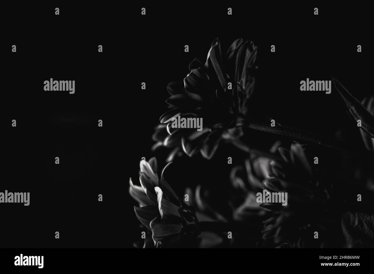 Grayscale close-up shot of some daisies in dim lighting .Great for ...