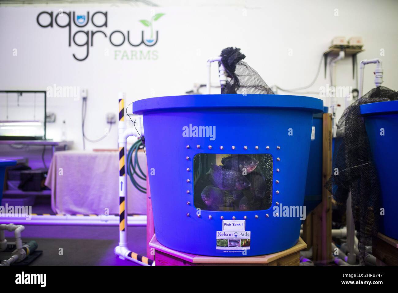 Tilapia fish swim in a tank inside an aquaponics farm at AquaGrow Farms ...
