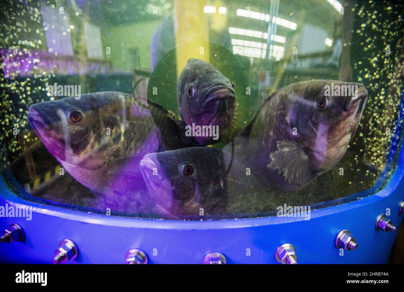 Tilapia fish swim in a tank inside an aquaponics farm at AquaGrow Farms ...
