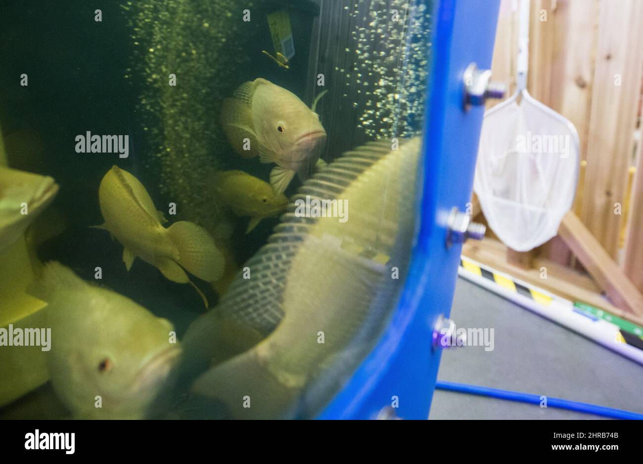 Tilapia fish swim in a tank inside an aquaponics farm at AquaGrow Farms ...