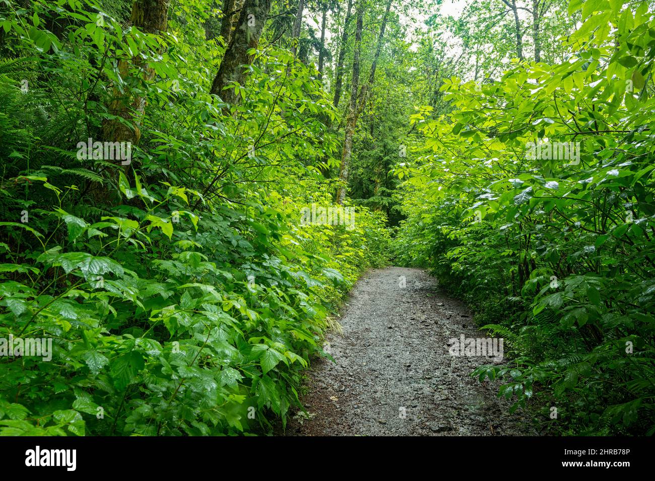 A hiking trail, wet after a rainfall, in the Tiger Mountain State ...