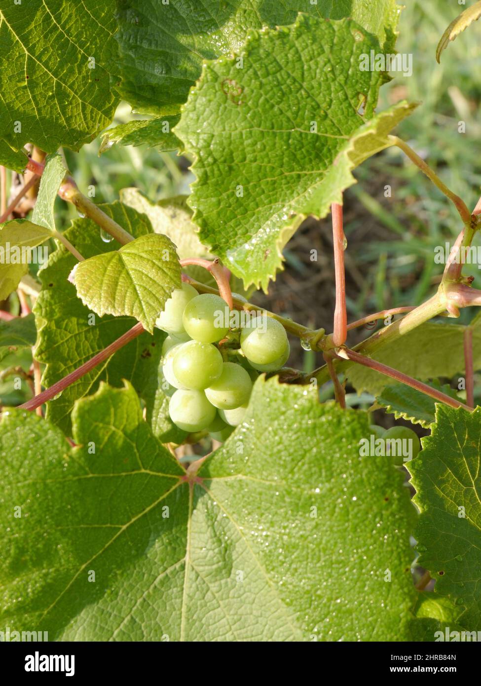 Closeup of grapes growing on the vine in Missouri Stock Photo - Alamy