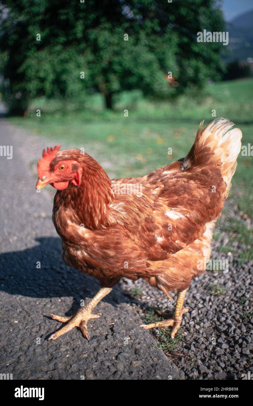 Vertical closeup of the ginger hen walking outdoors Stock Photo - Alamy