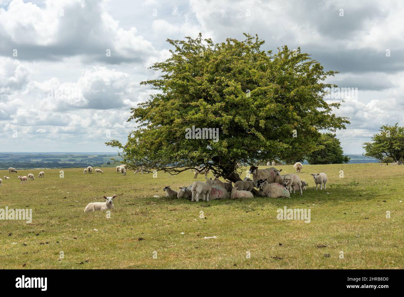 Countryside tree sheep hi-res stock photography and images - Alamy