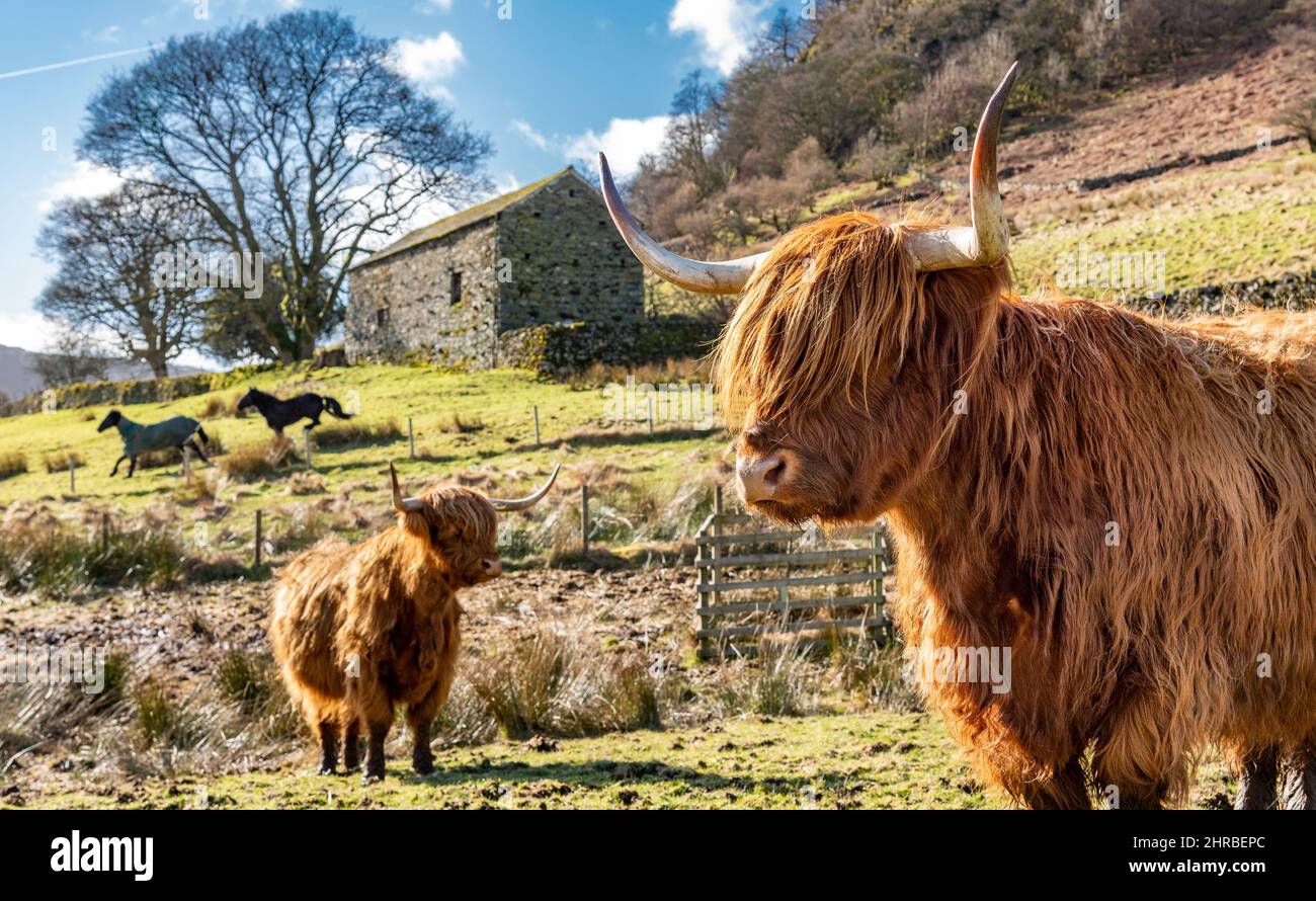 Livestock farm cows hi-res stock photography and images - Alamy