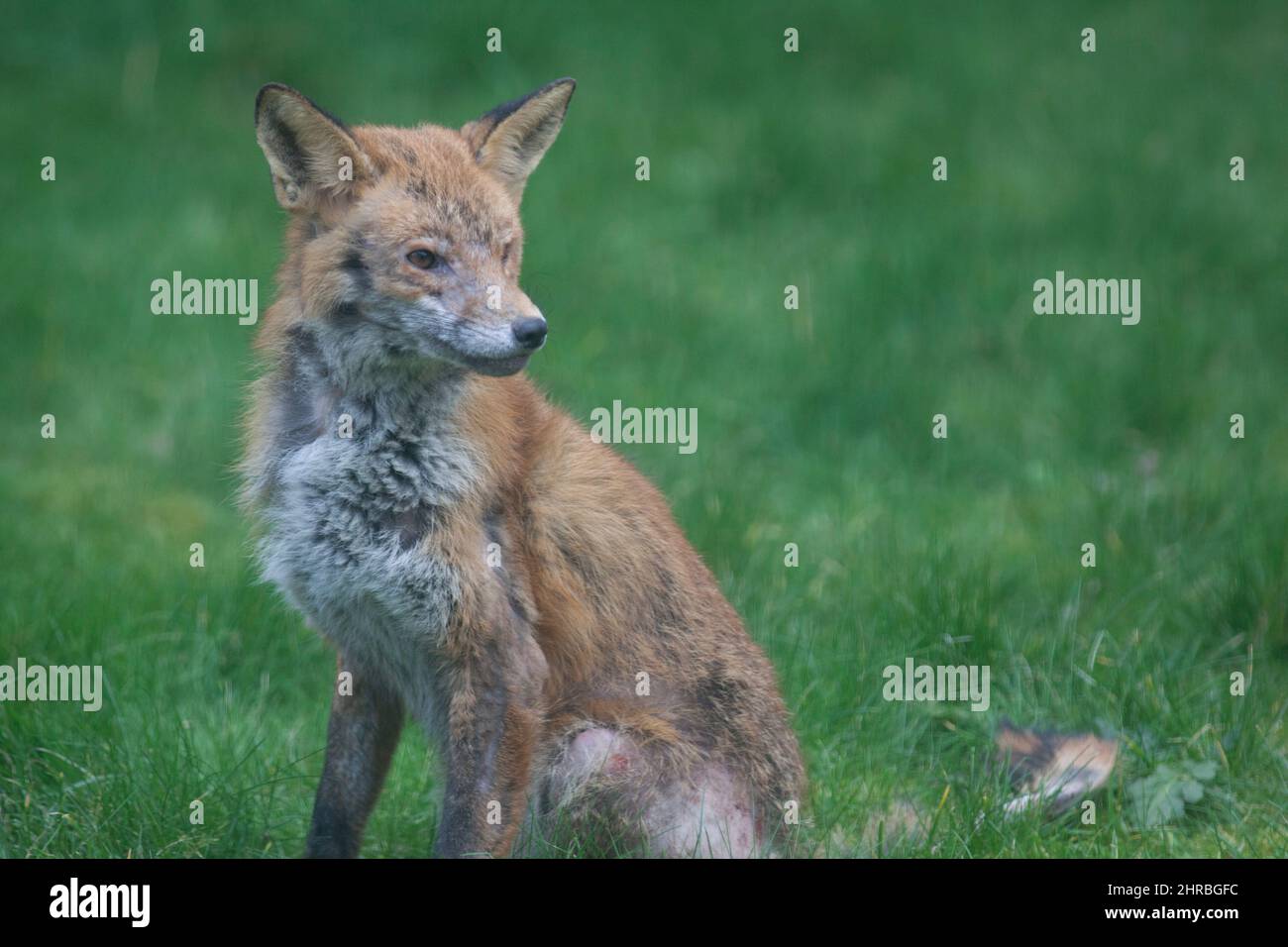 A dog fox suffering from an infection of sarcoptic mange, or scabies ...
