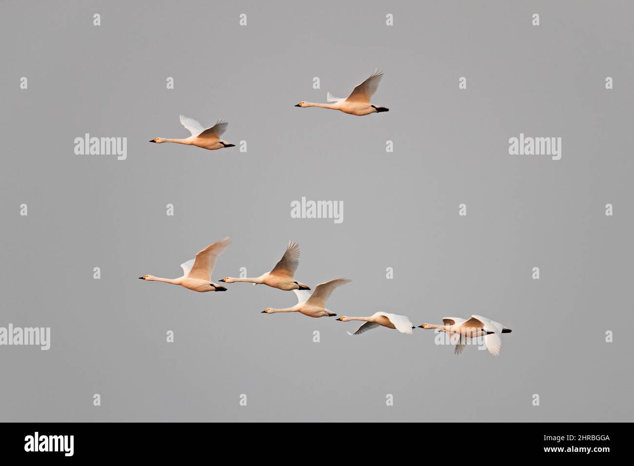 Formation of swan hi-res stock photography and images - Alamy