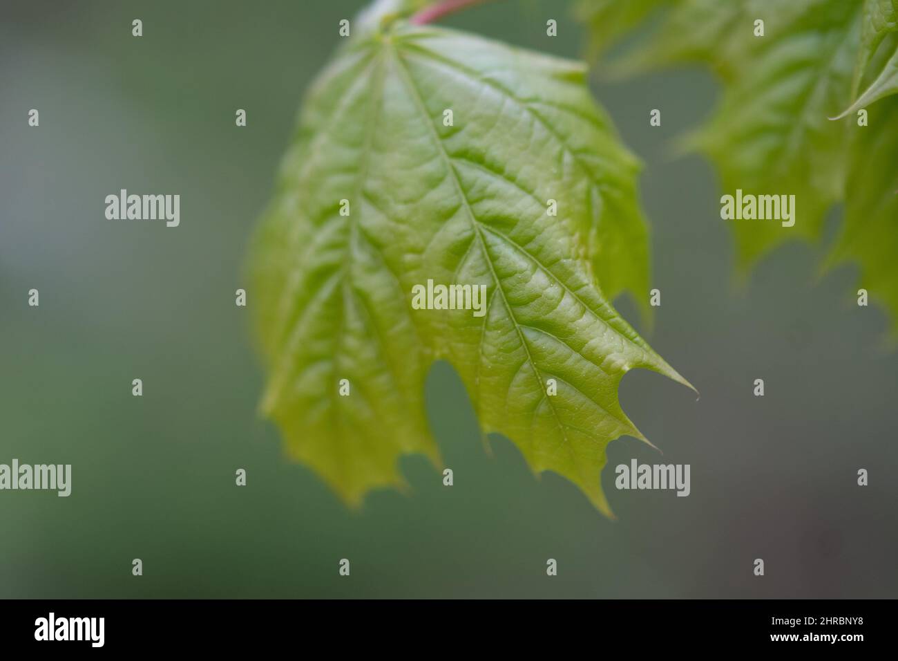 Outside texture hi-res stock photography and images - Alamy