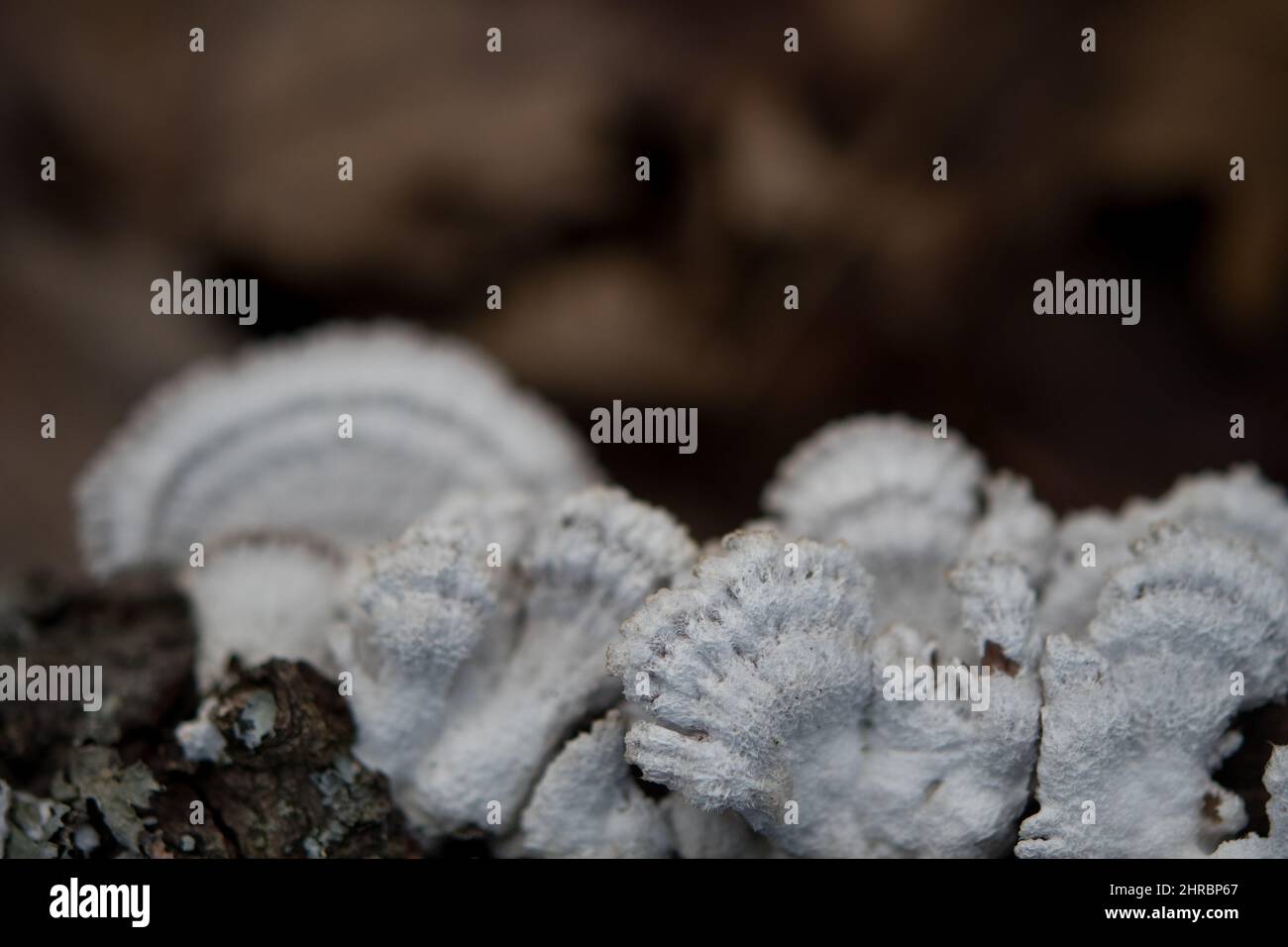 Fungi growing on a log in the woods Stock Photo - Alamy