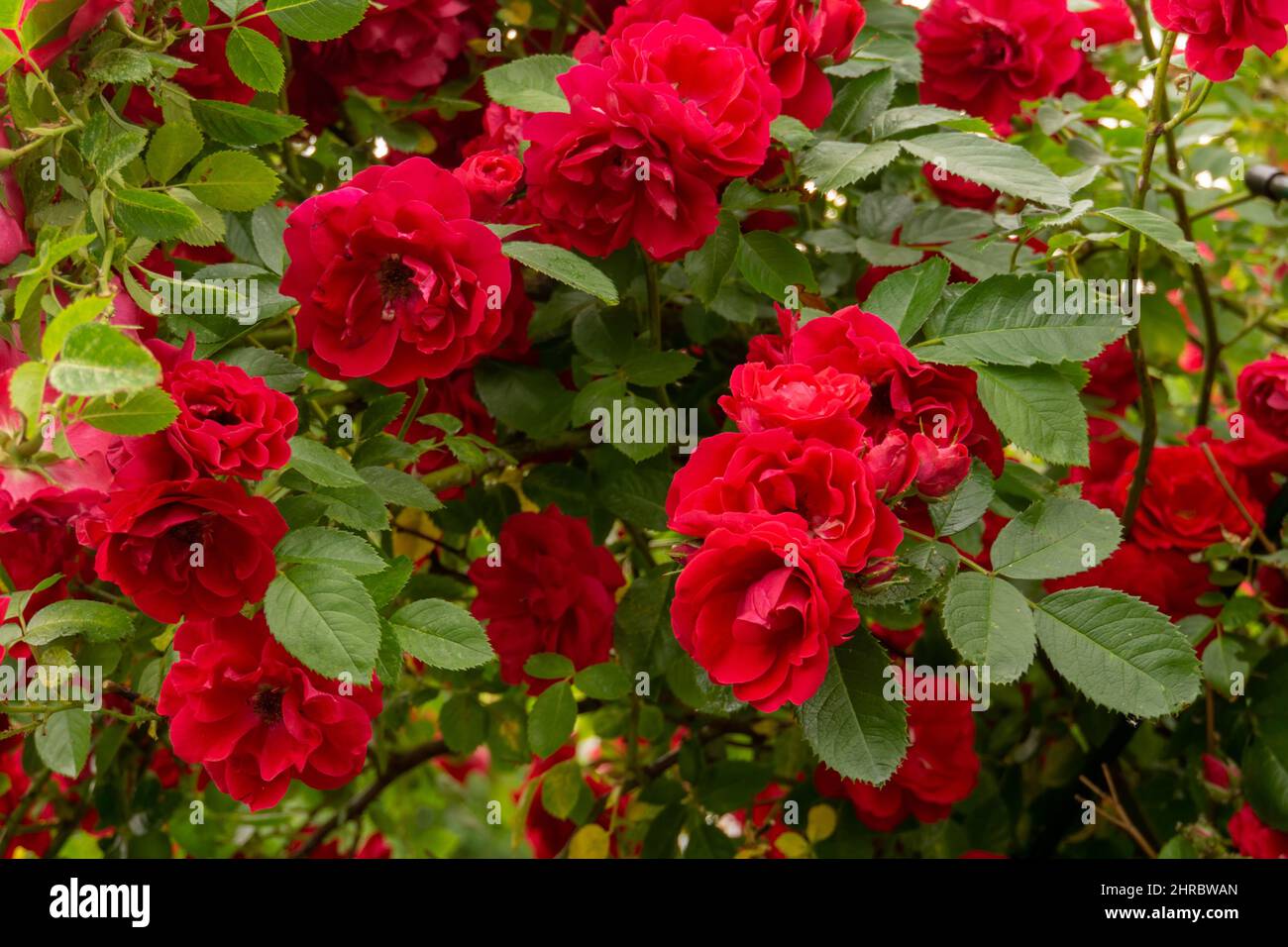 Blooming bush of red climbing roses in the garden Stock Photo - Alamy