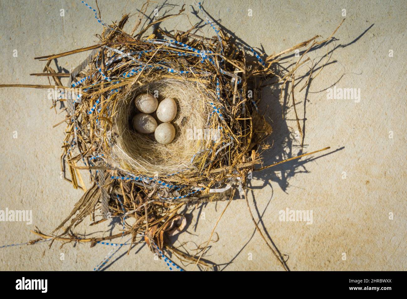 Four small bird eggs in the nest, close up background Stock Photo - Alamy