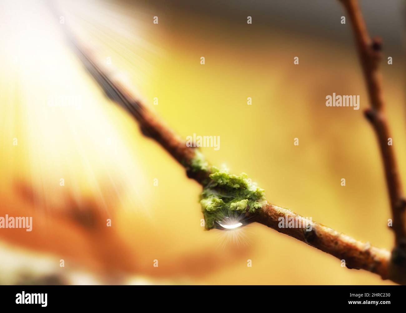 The early signs of Spring. A photo of a spring bud Stock Photo - Alamy
