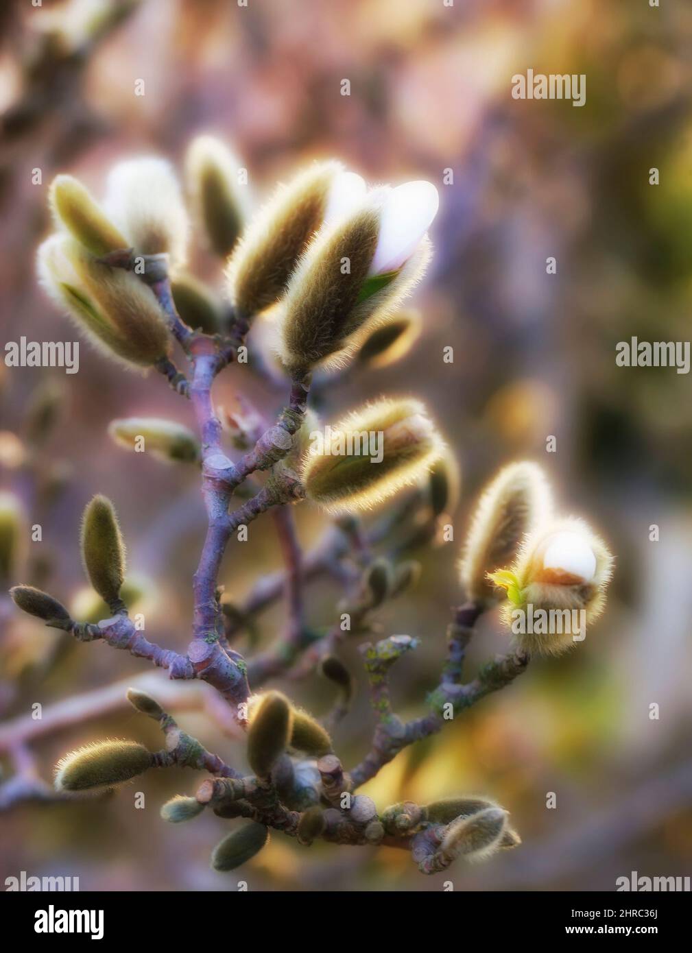 A sharp and detailed photo of nature details in springtime. A sharp and ...