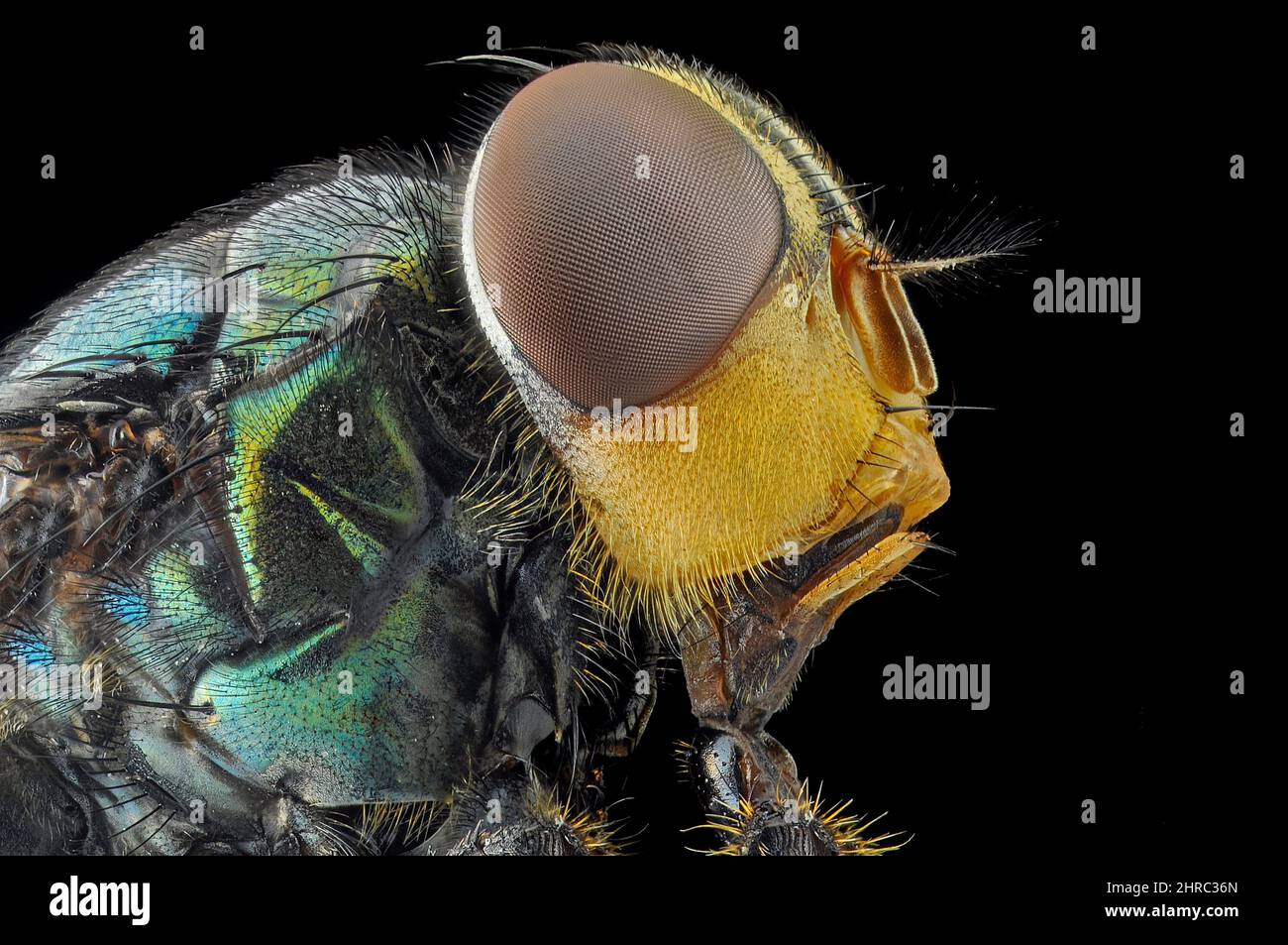 Extreme close-up of a fly head, Indonesia Stock Photo - Alamy