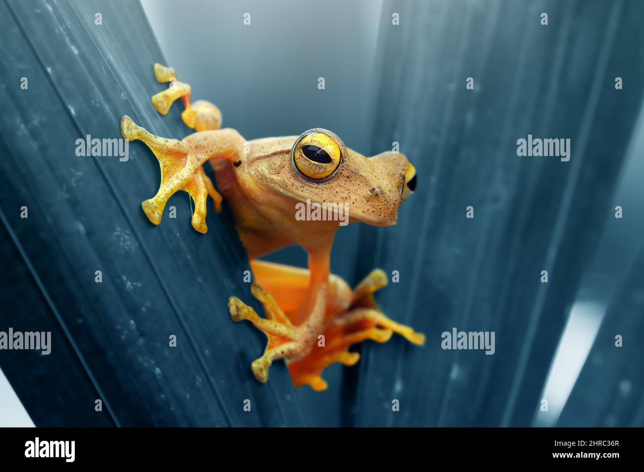 Yellow frog hi-res stock photography and images - Alamy