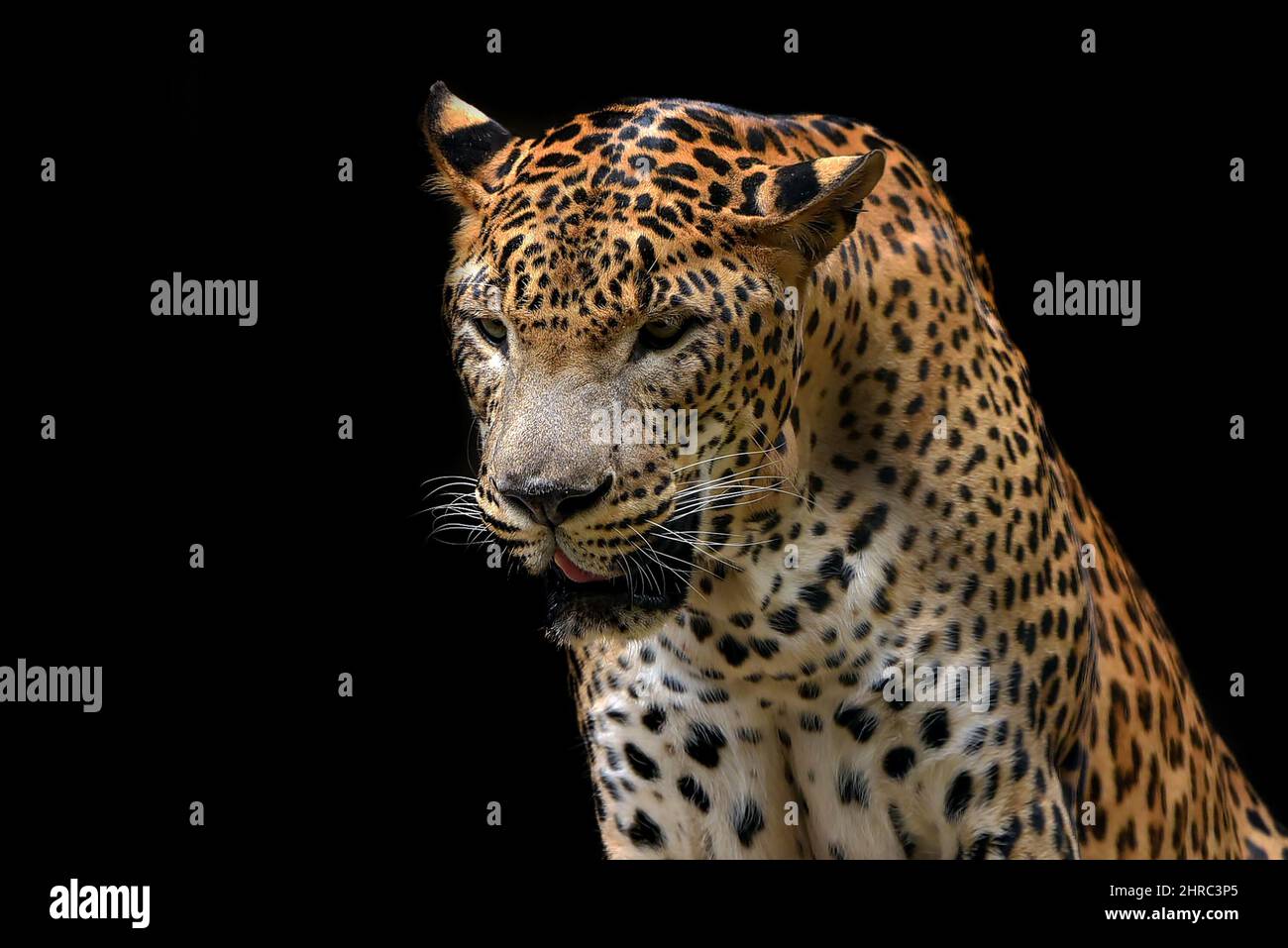 Big black leopard hi-res stock photography and images - Alamy