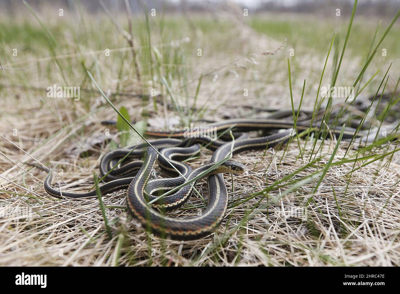 Red sided garter snakes manitoba hi-res stock photography and images ...