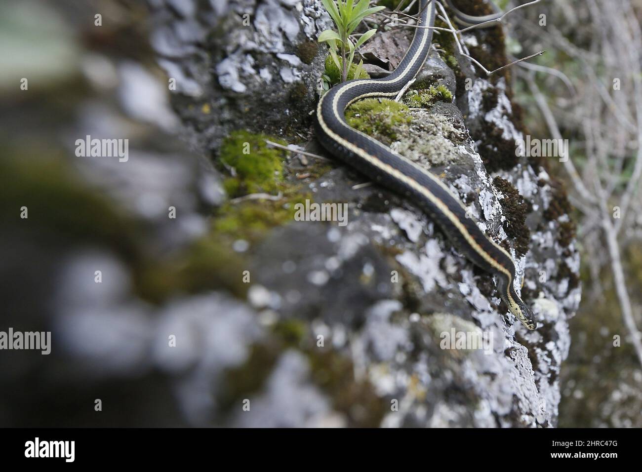 Red sided garter snakes manitoba hi-res stock photography and images ...