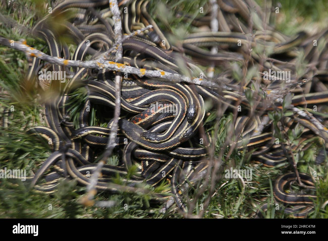 Red sided garter snakes manitoba hi-res stock photography and images ...