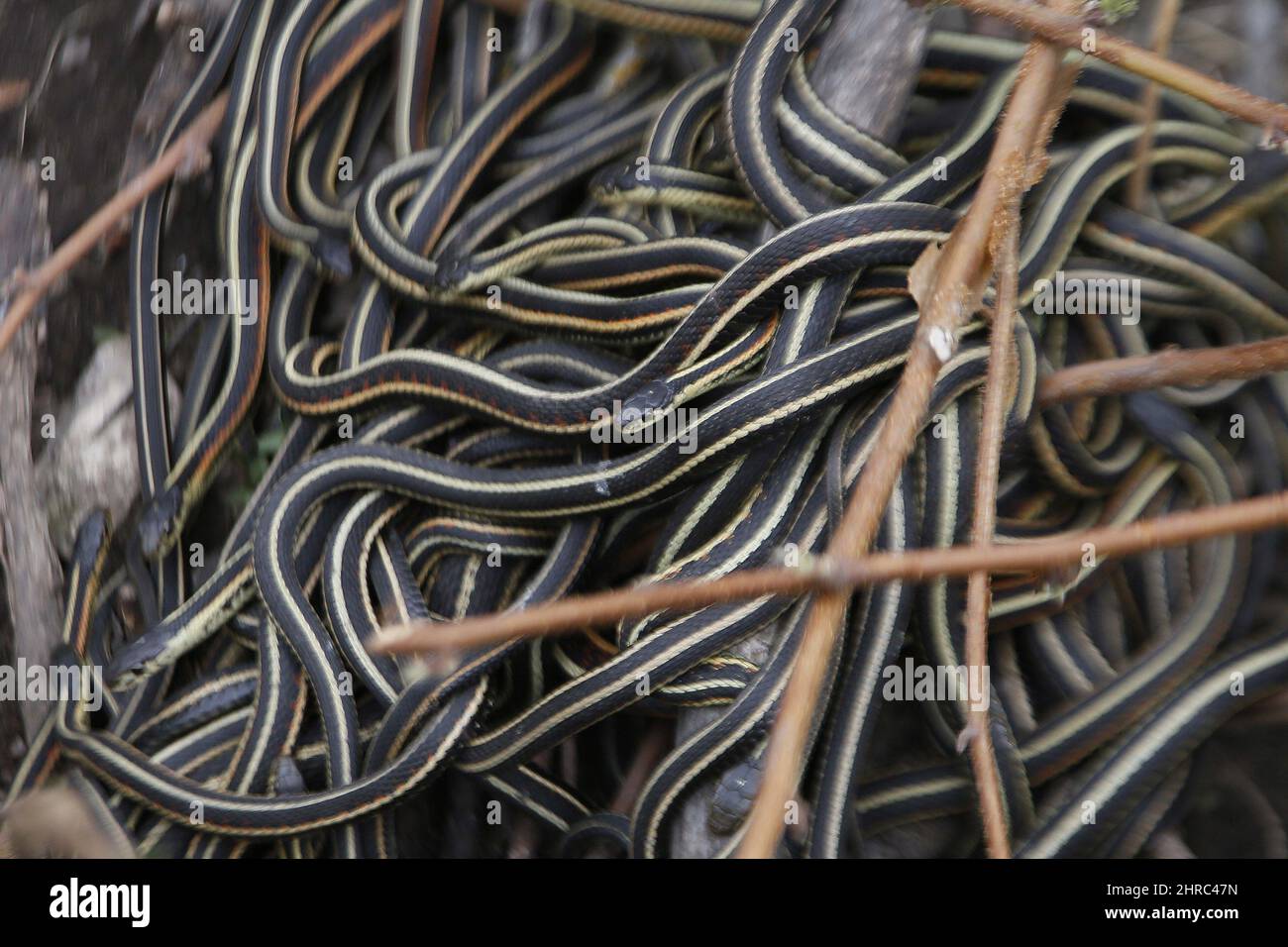 Red sided garter snakes manitoba hi-res stock photography and images ...