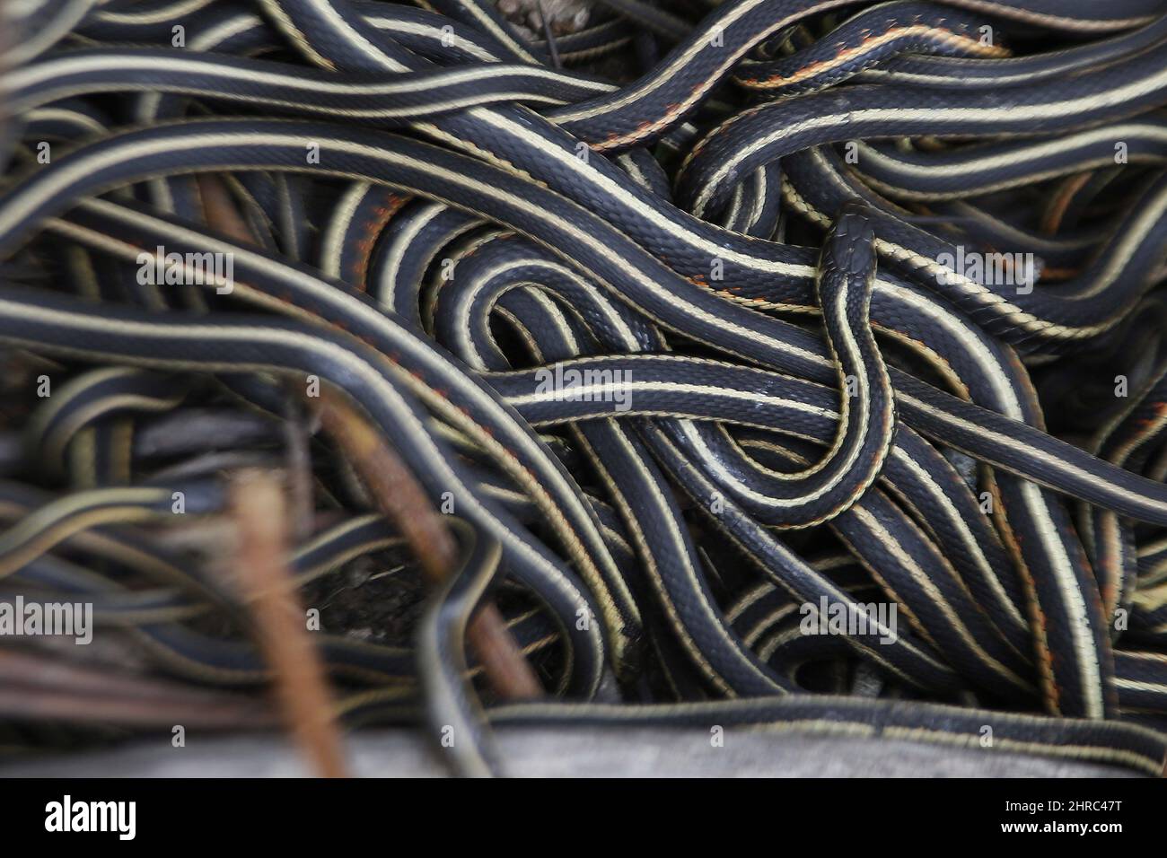 Red sided garter snakes manitoba hi-res stock photography and images ...