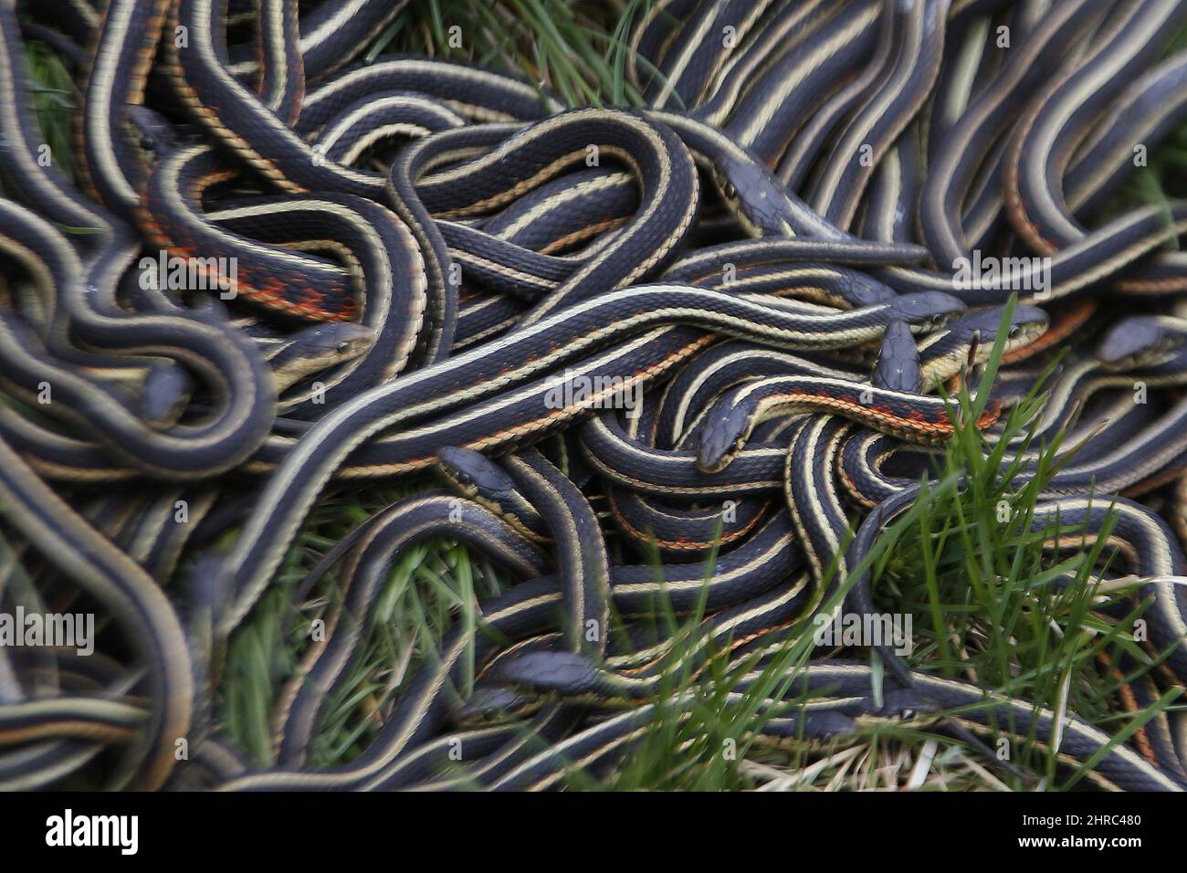 Red sided garter snake narcisse hi-res stock photography and images - Alamy