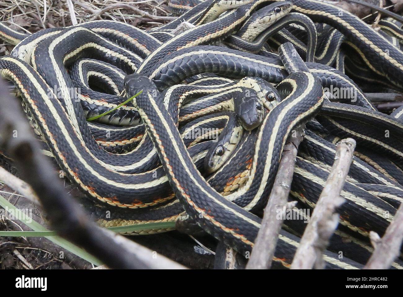 Red sided garter snakes manitoba hi-res stock photography and images ...